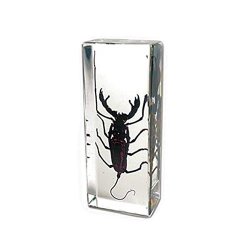 Deals on The Real Insect Co. ST33103 Whip Scorpion Retangle Paperweight ...