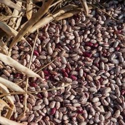 Deals on Ukulinga Hybrid Dry Sugar Beans - Bulk Vegetable Seeds - 1KG ...